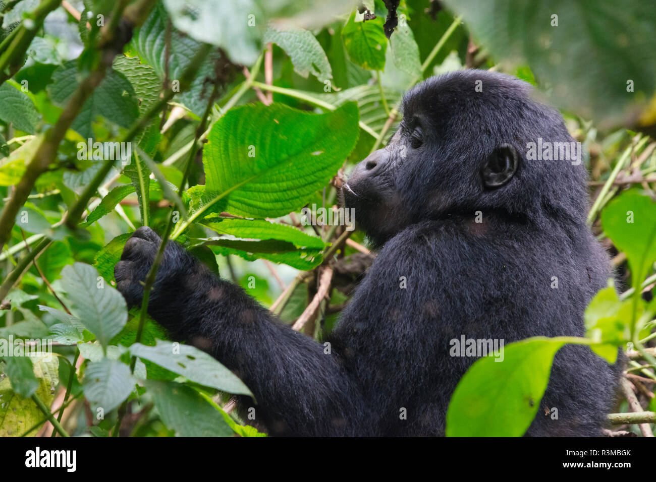 3-year-old Gorilla baby in the forest, Bwindi Impenetrable National ...