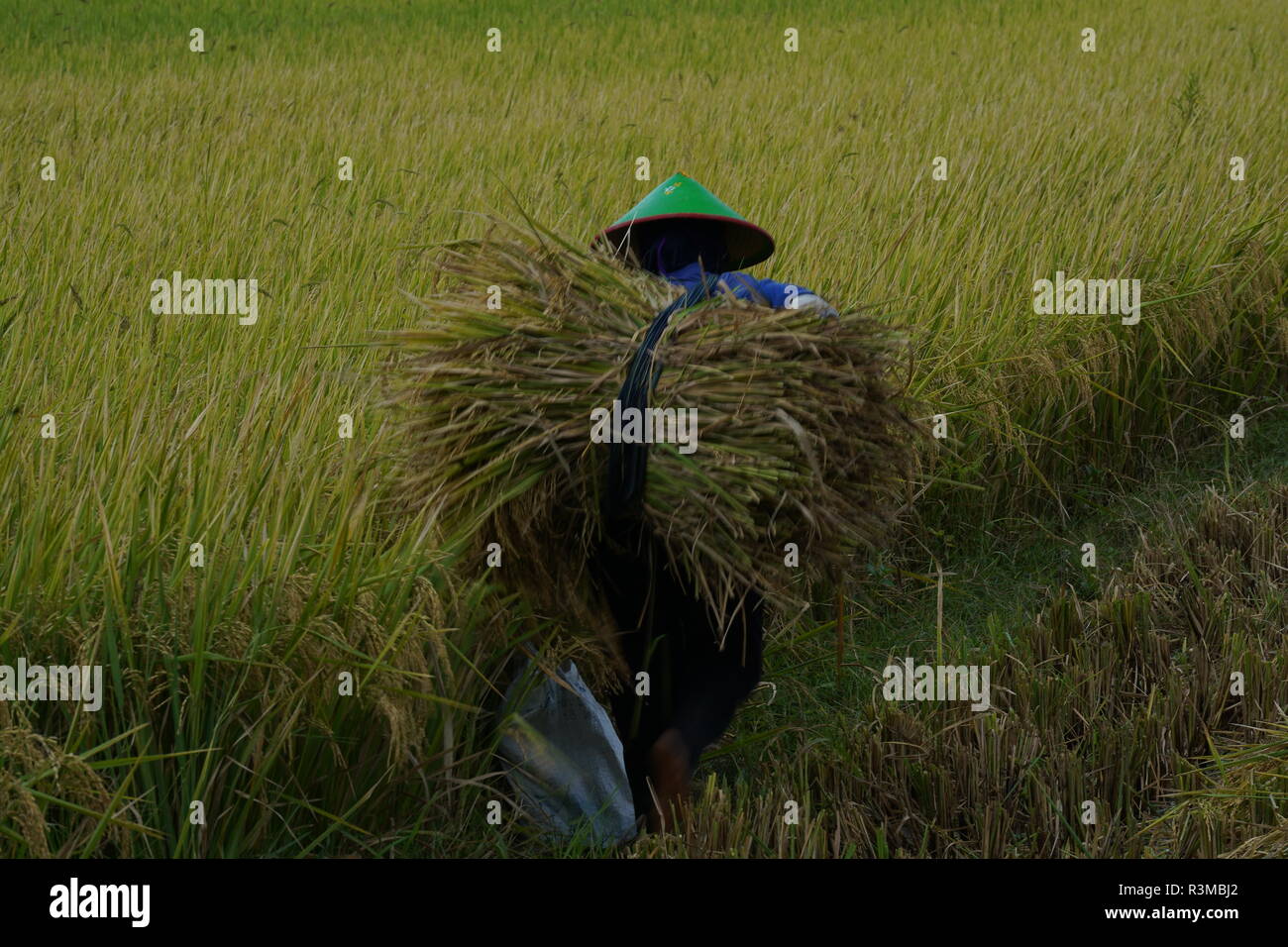 Farmer in the rice field Stock Photo - Alamy