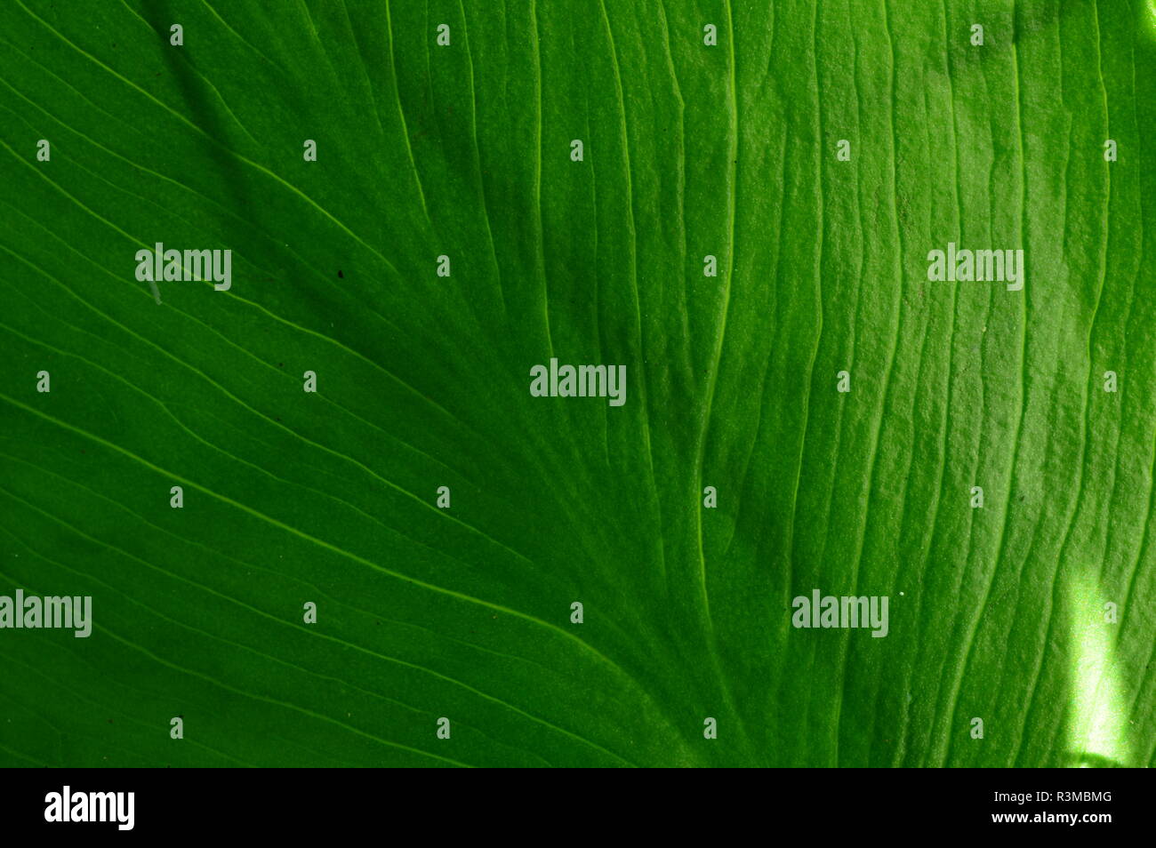 Water lily sheet hi-res stock photography and images - Alamy