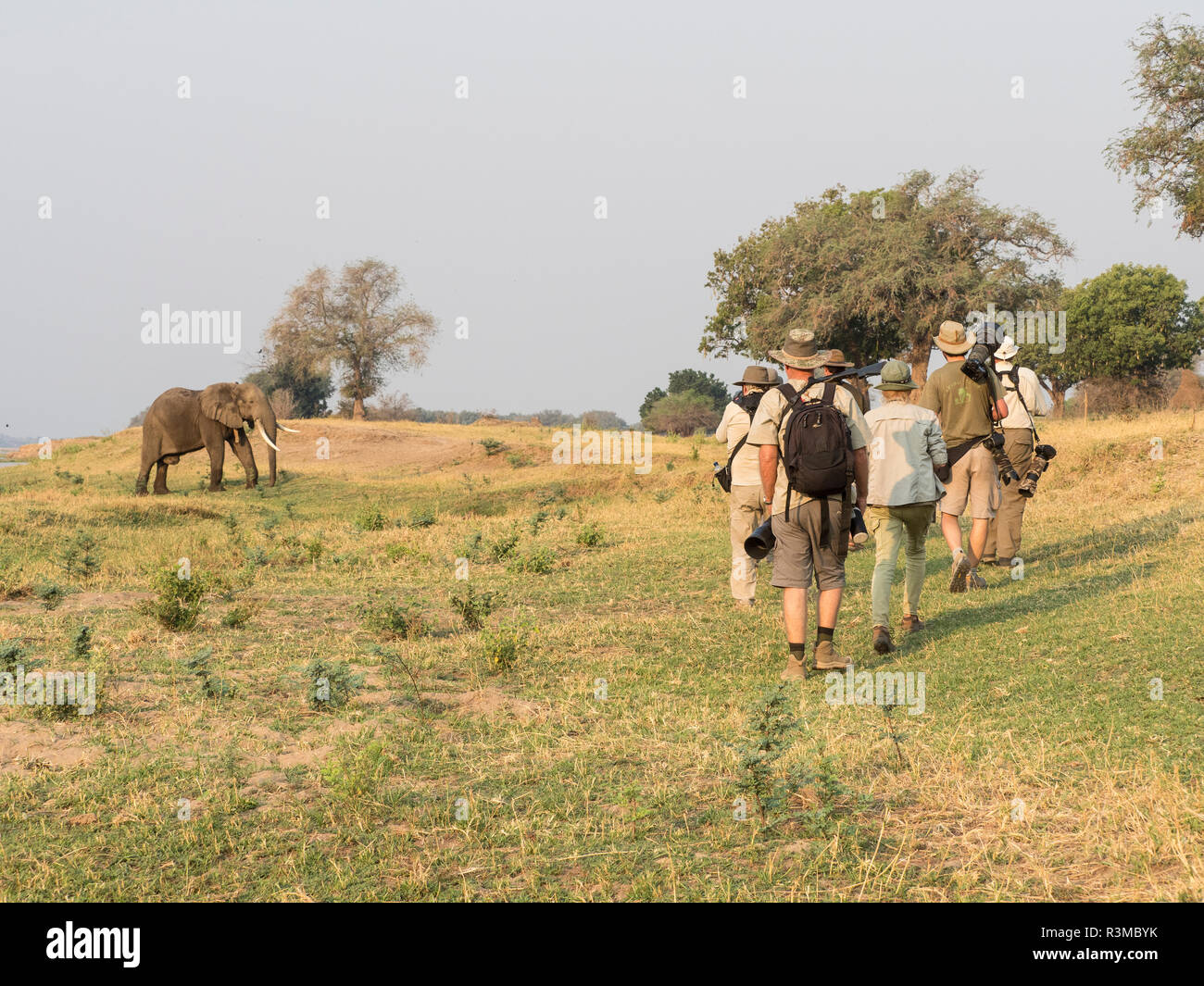 Africa, Zimbabwe, Mana Pools National Park. Walking tour in Mana Pools ...