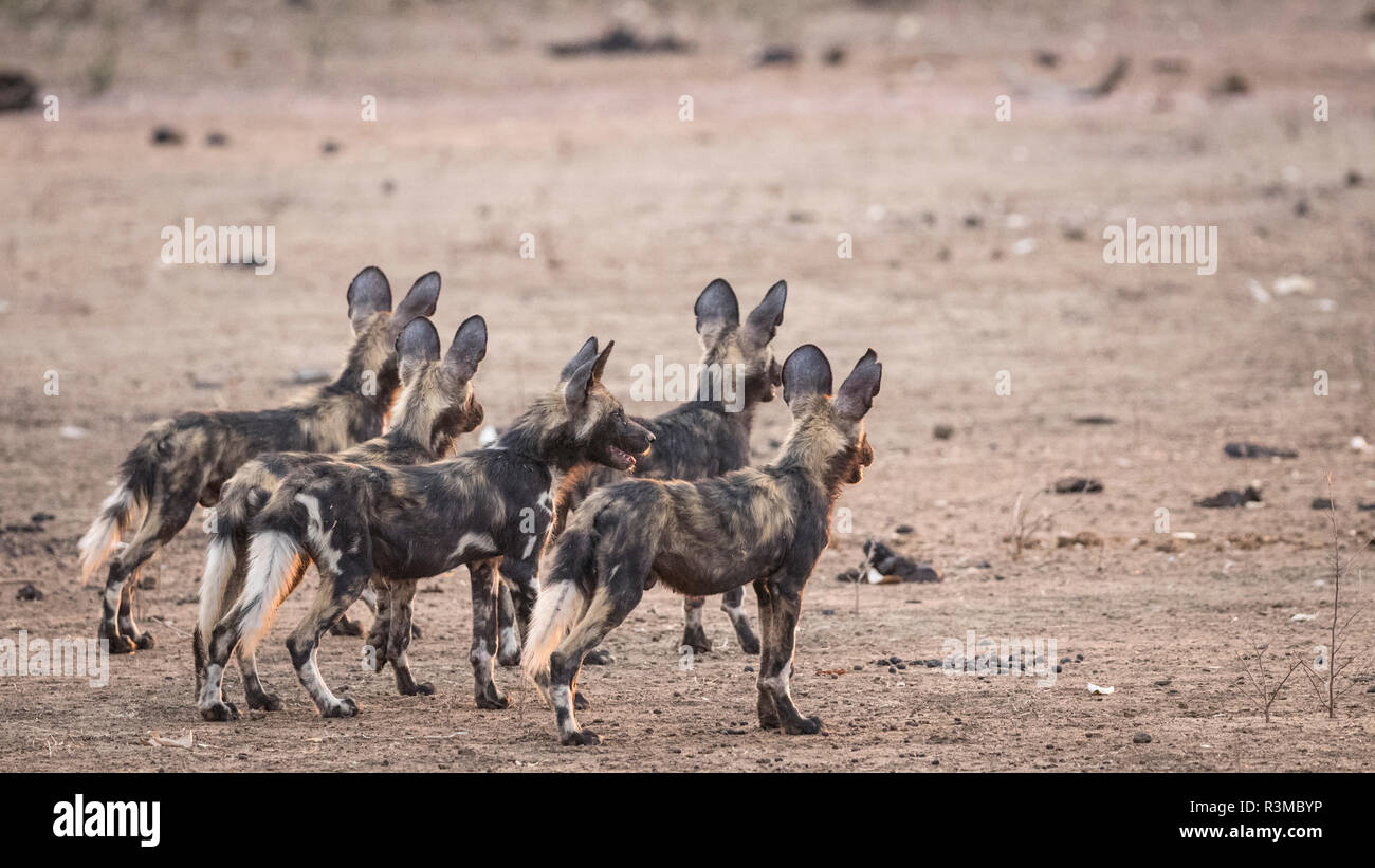 Africa, Zimbabwe, Mana Pools National Park. Close-up of wild dog group ...