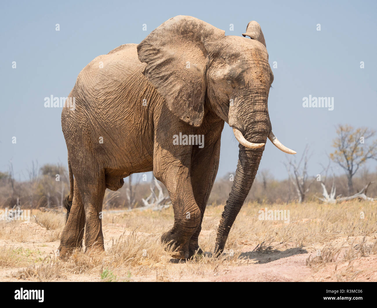 Africa, Zimbabwe, Matusadona National Park. Young bull elephant walking ...
