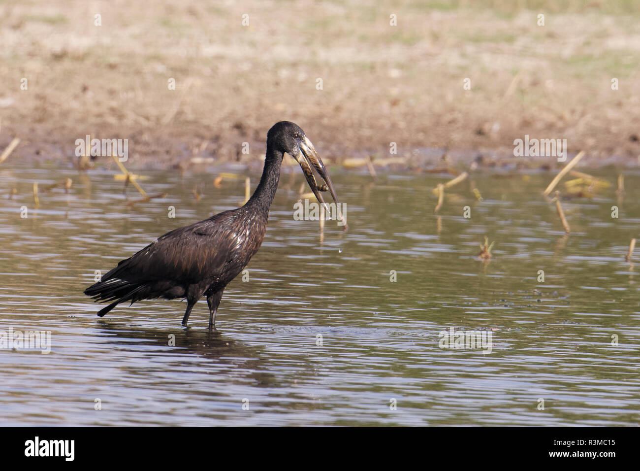 Open-billed Stork, (anatomus lamelligerus) with a snail in beak ...