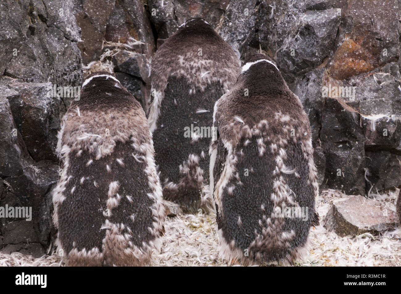 Penguin camouflage hi-res stock photography and images - Alamy