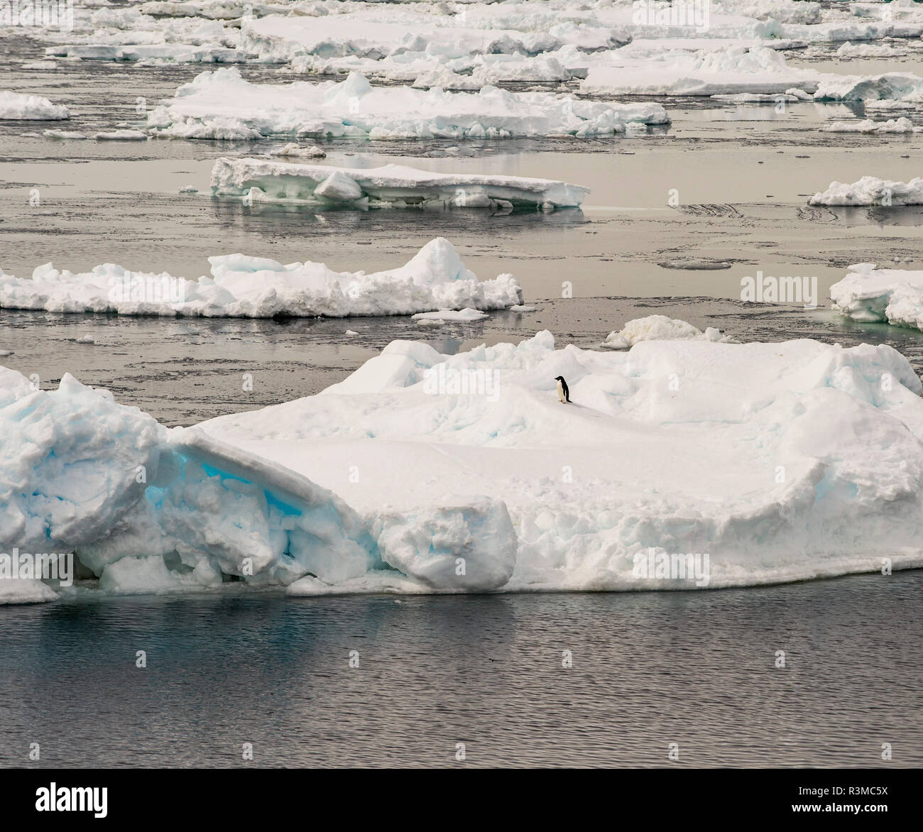 Antarctica, floating, ice, penguin Stock Photo - Alamy