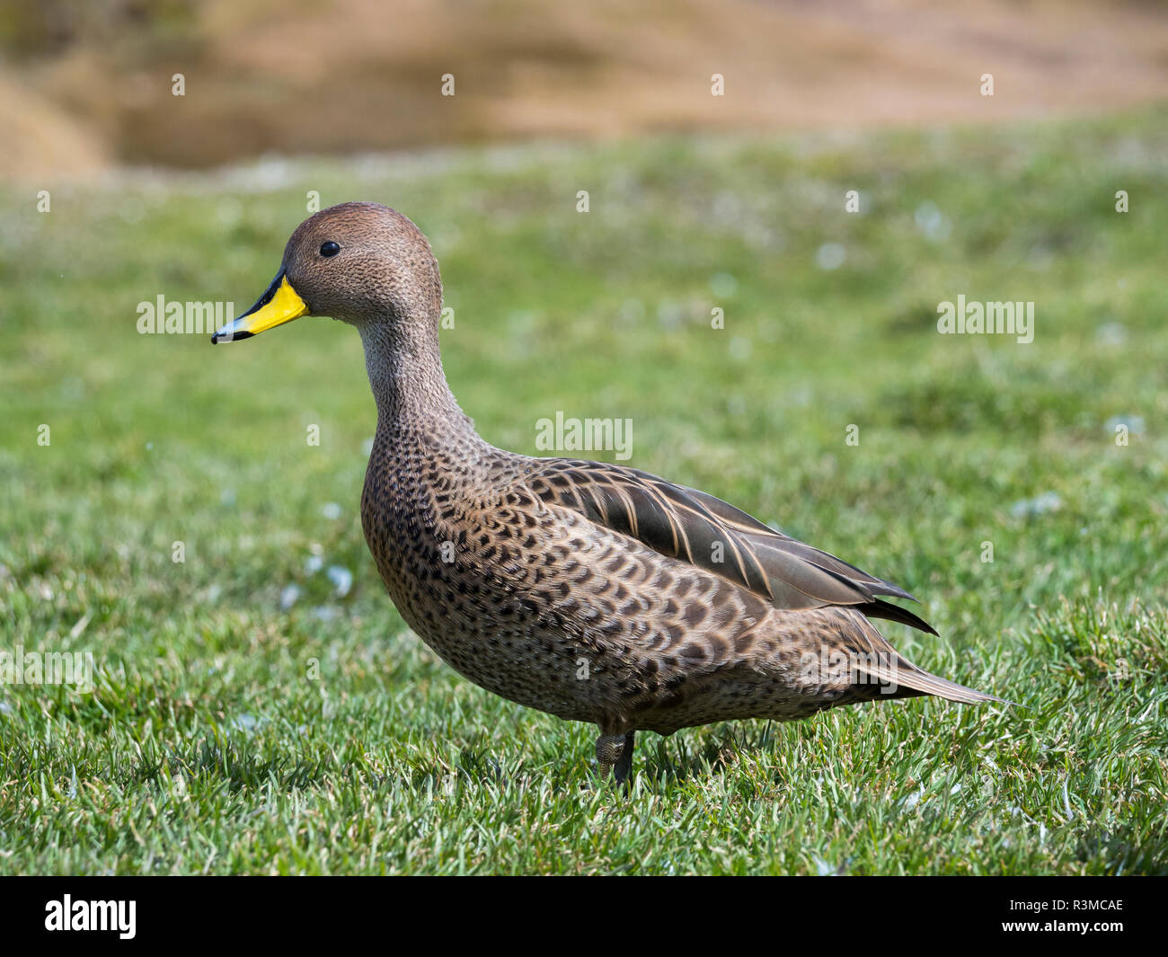 Yellow-billed Pintail (Anas georgica georgica) endemic to South Georgia ...