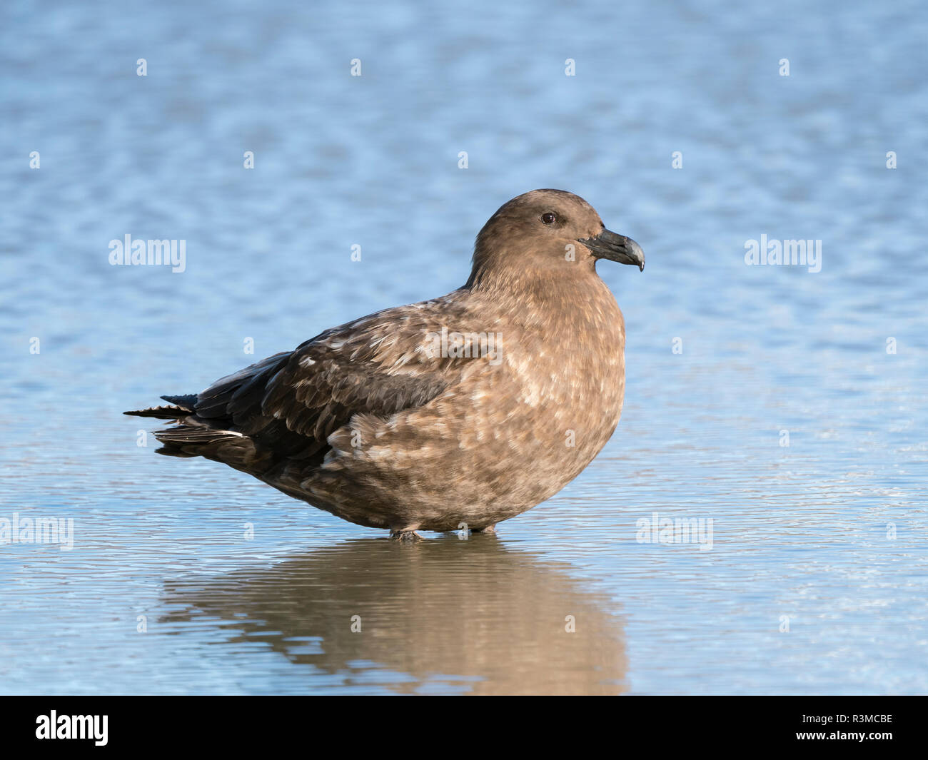 Stercorarius antarctica antarctica hi-res stock photography and images ...