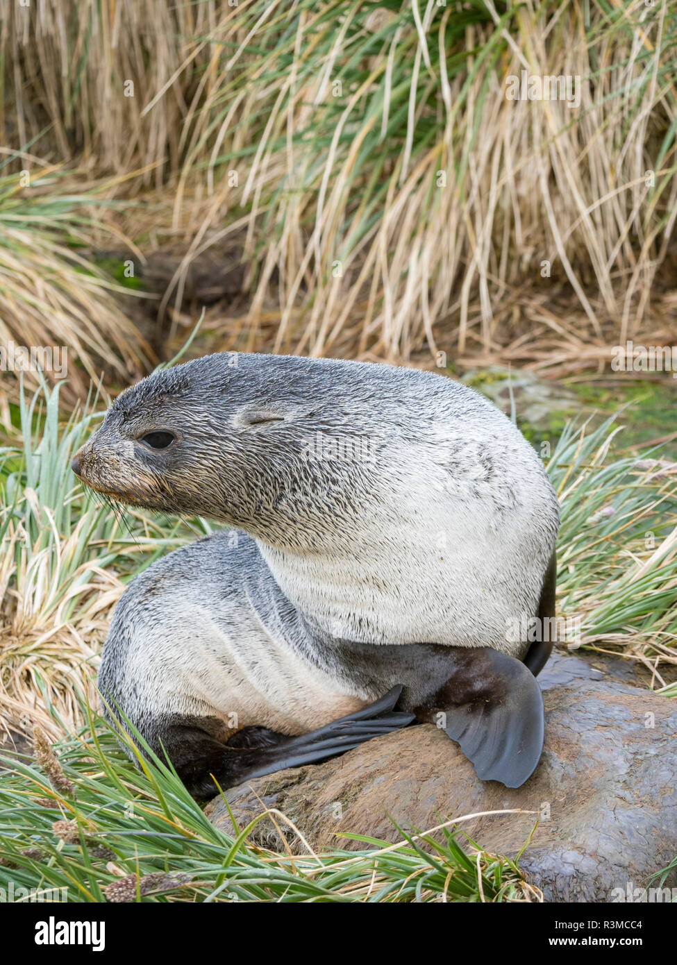Typical seal hi-res stock photography and images - Alamy