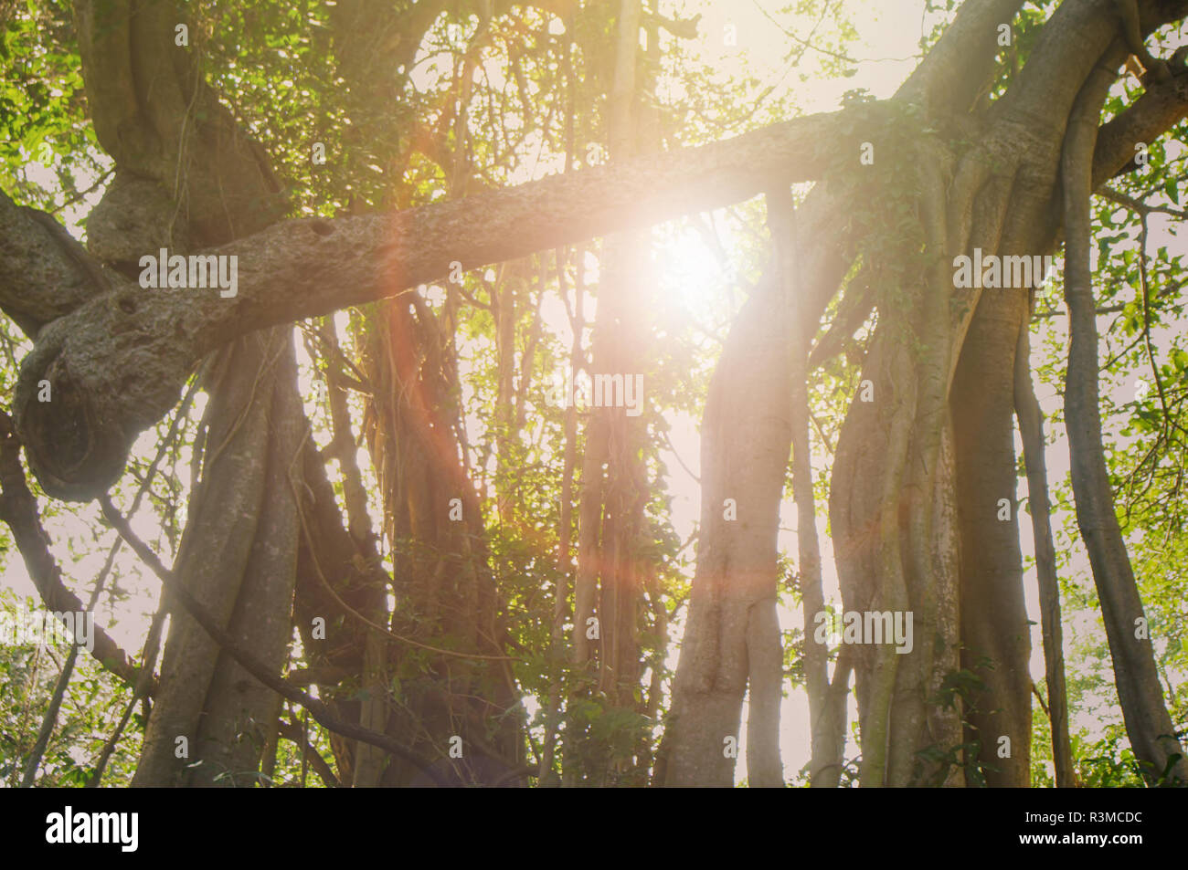 Wooded forest trees backlit by golden sunlight before sunset with sun ...