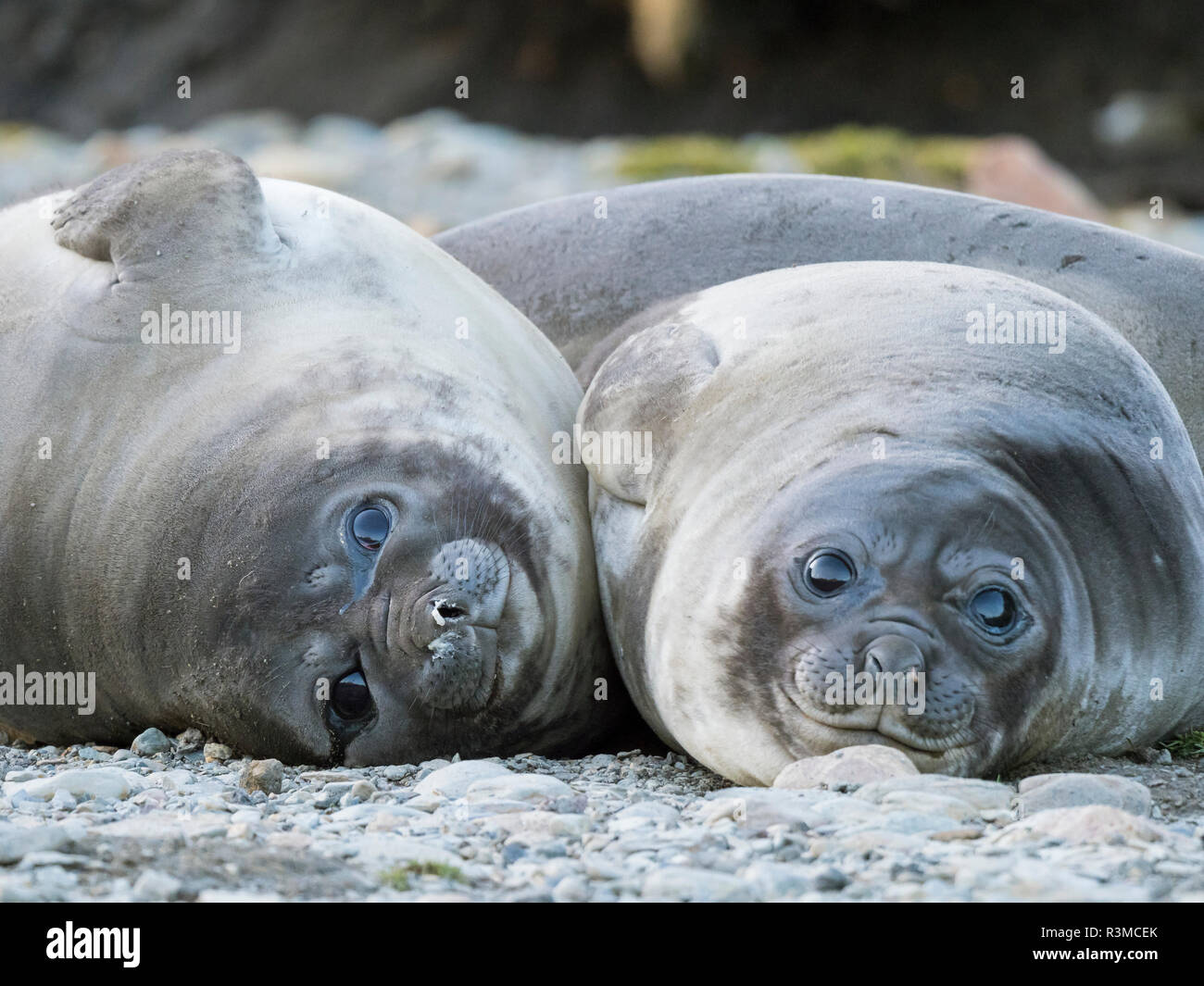 Southern elephant seal (Mirounga leonina) weaned pup on beach Stock ...