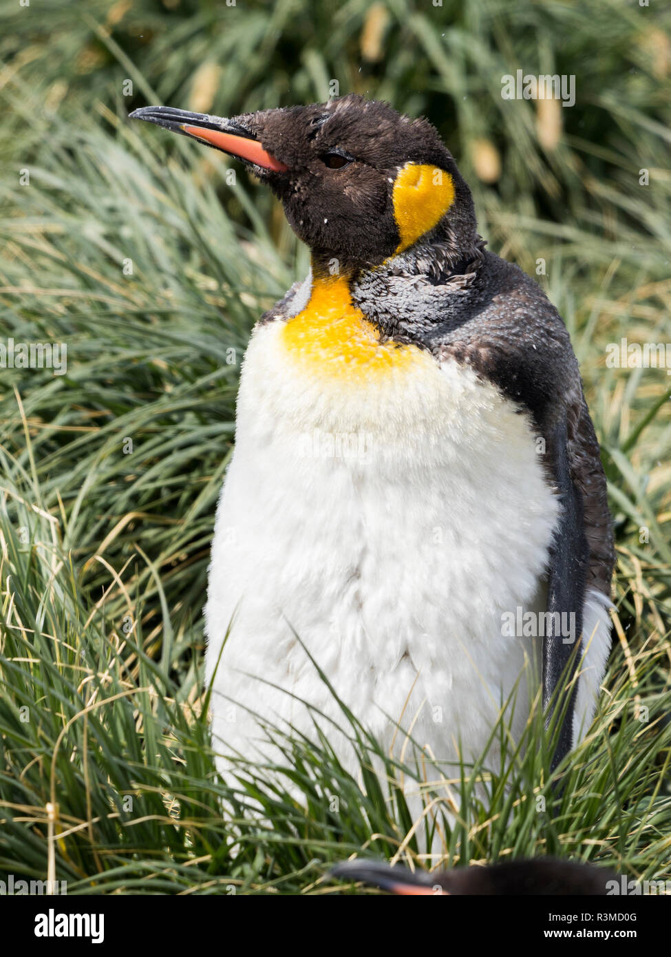 King Penguin (Aptenodytes patagonicus) rookery in Gold Harbour. Adults ...