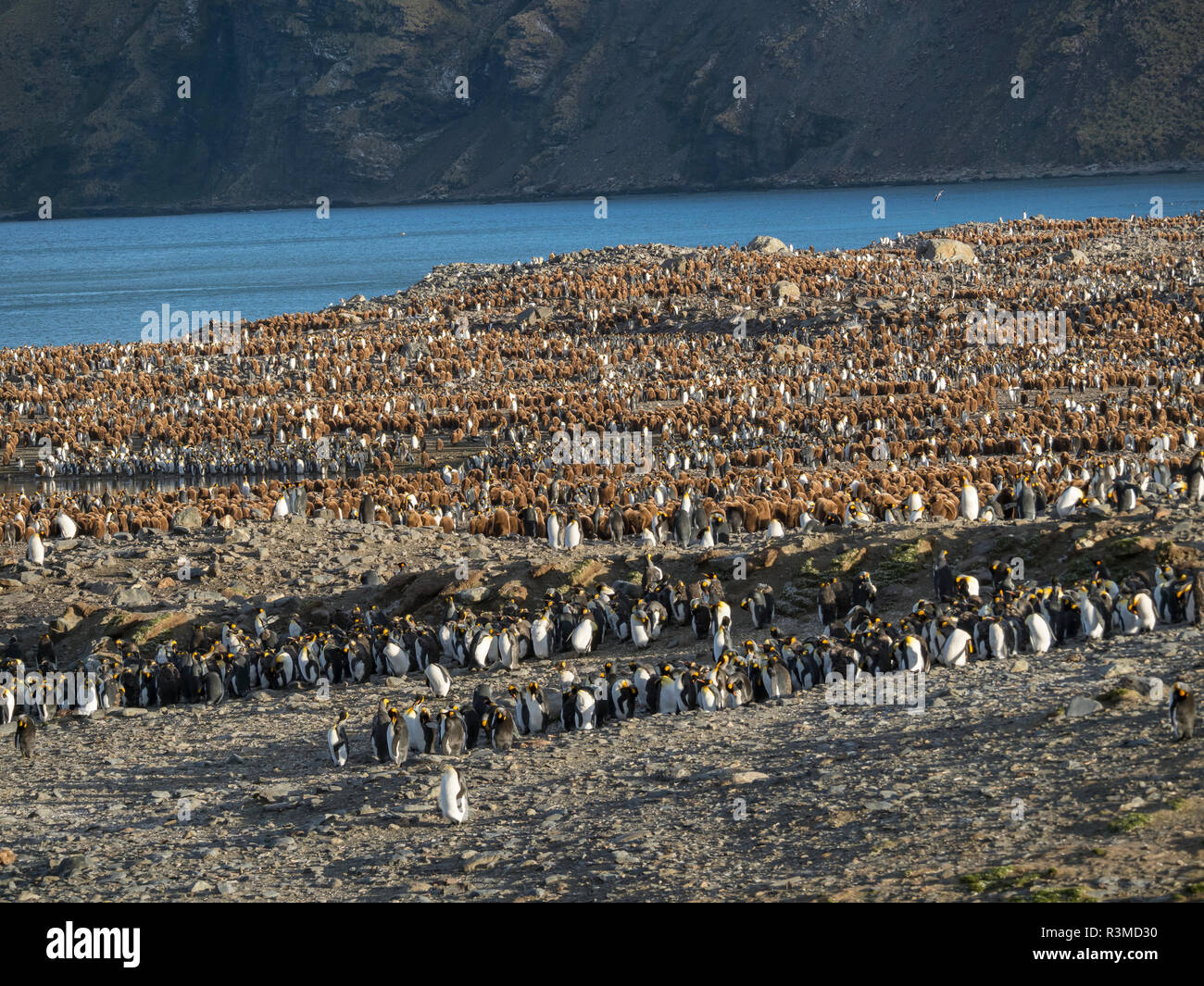King Penguin (Aptenodytes patagonicus) rookery in St. Andrews Bay ...