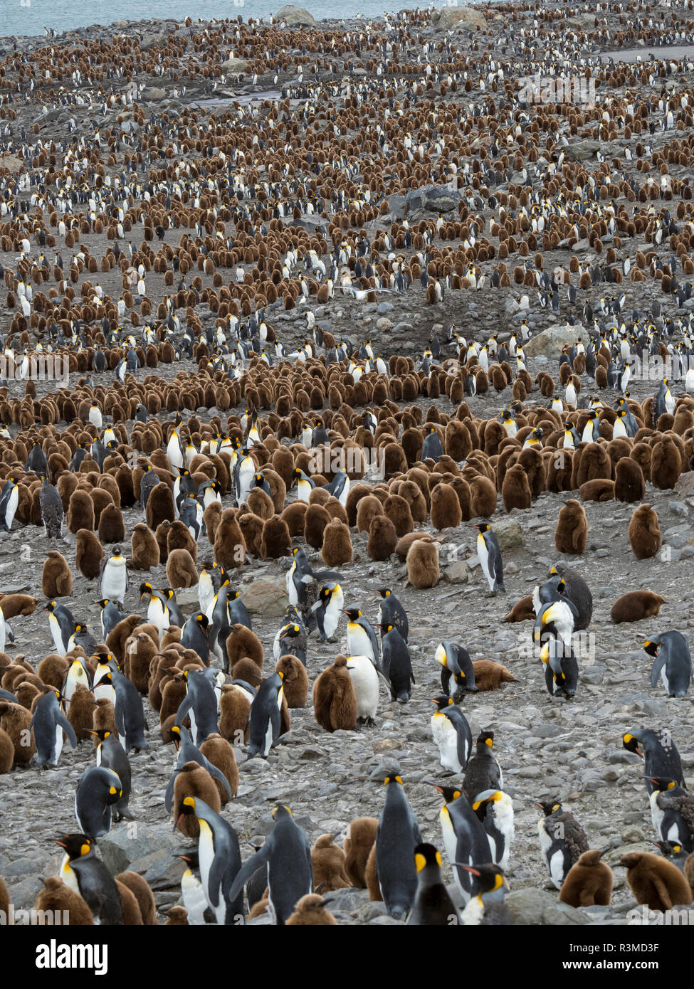 King Penguin (Aptenodytes patagonicus) rookery in St. Andrews Bay ...
