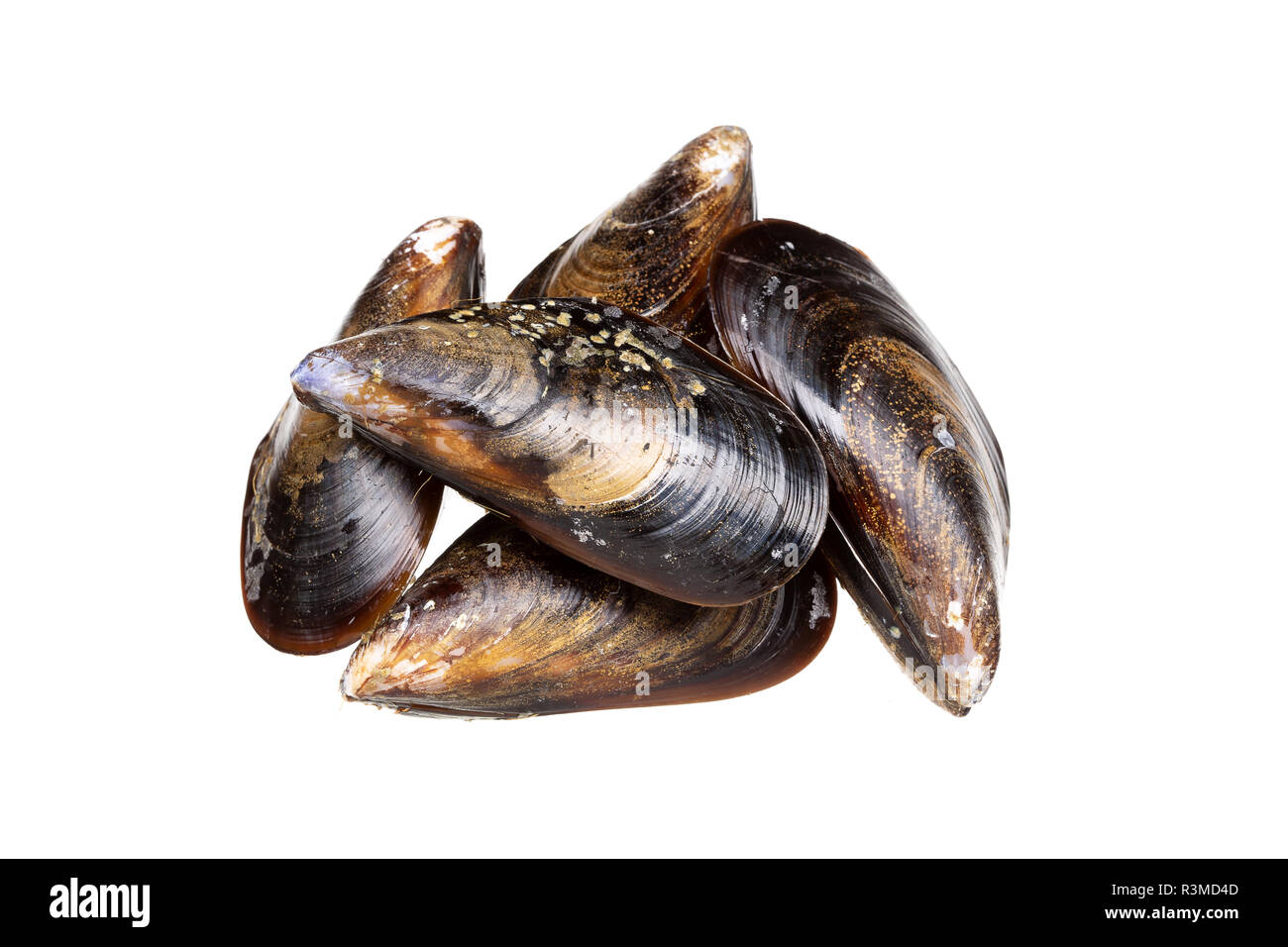 Fresh mussels isolated on white background. Mussels from Atlantic ocean ...