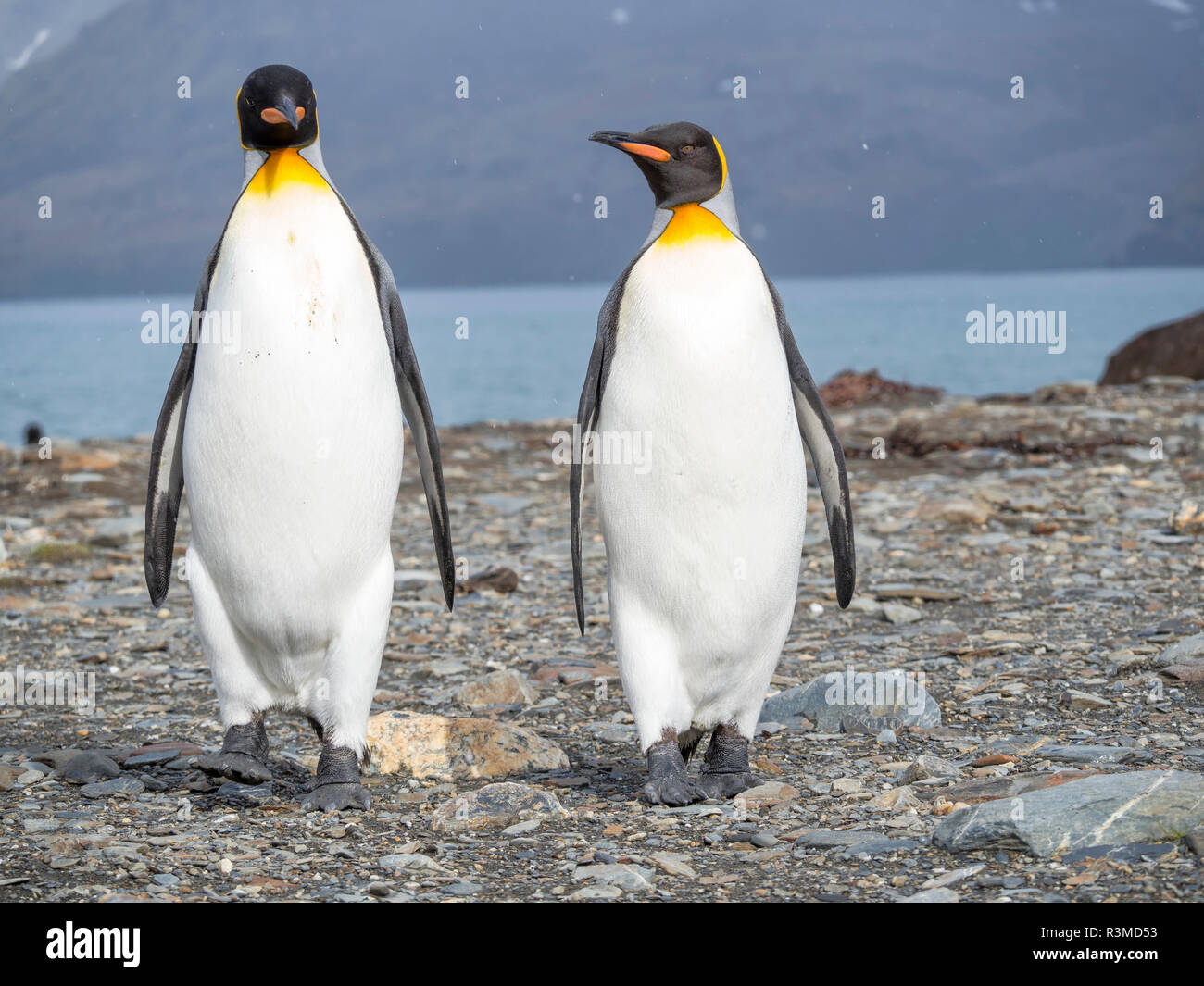 King Penguin (Aptenodytes patagonicus) rookery in St. Andrews Bay ...