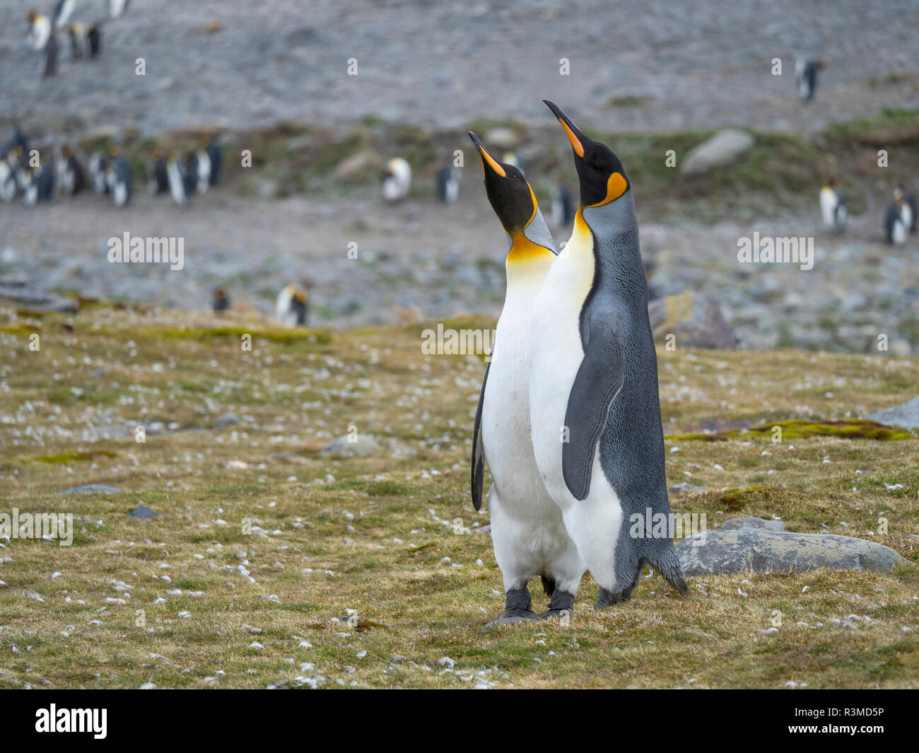 King Penguin (Aptenodytes patagonicus) rookery in St. Andrews Bay ...