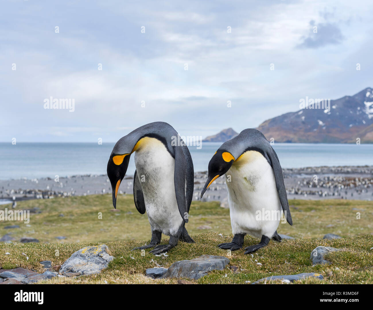 King Penguin (Aptenodytes patagonicus) rookery in St. Andrews Bay ...