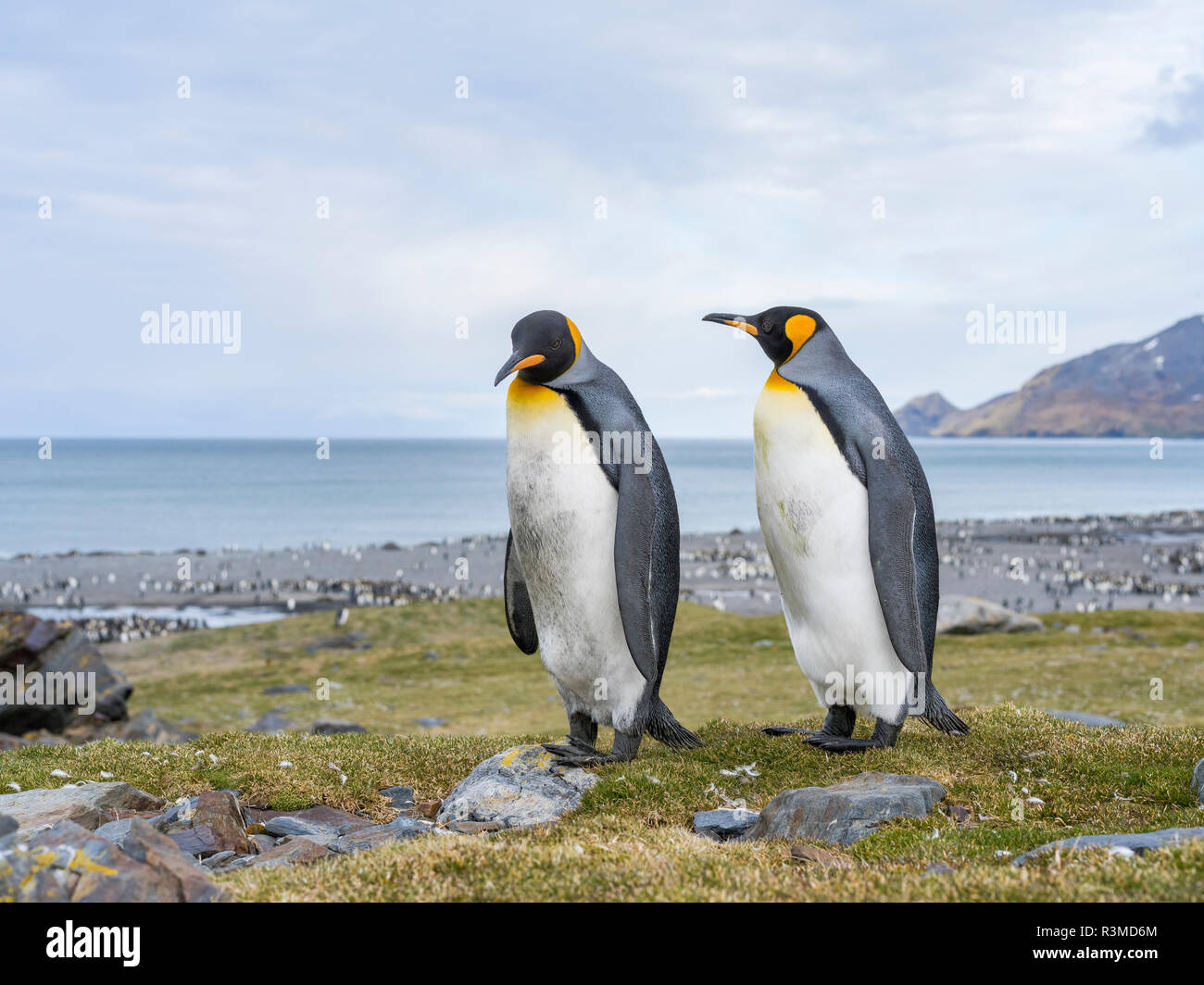 King Penguin (Aptenodytes patagonicus) rookery in St. Andrews Bay ...