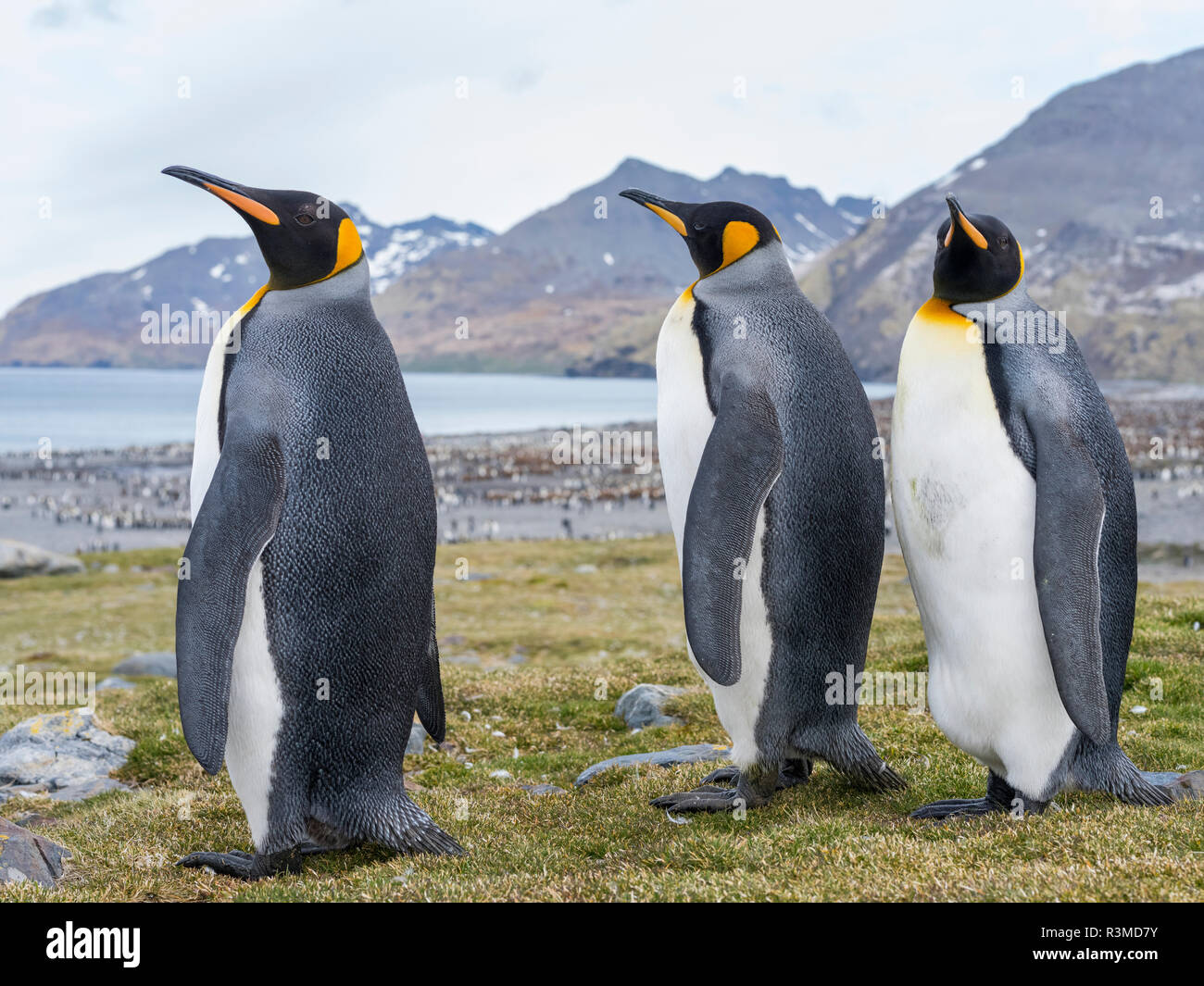 King Penguin (Aptenodytes patagonicus) rookery in St. Andrews Bay ...