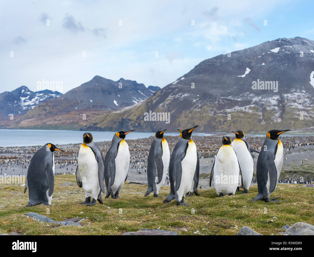 King Penguin (Aptenodytes patagonicus) rookery in St. Andrews Bay ...