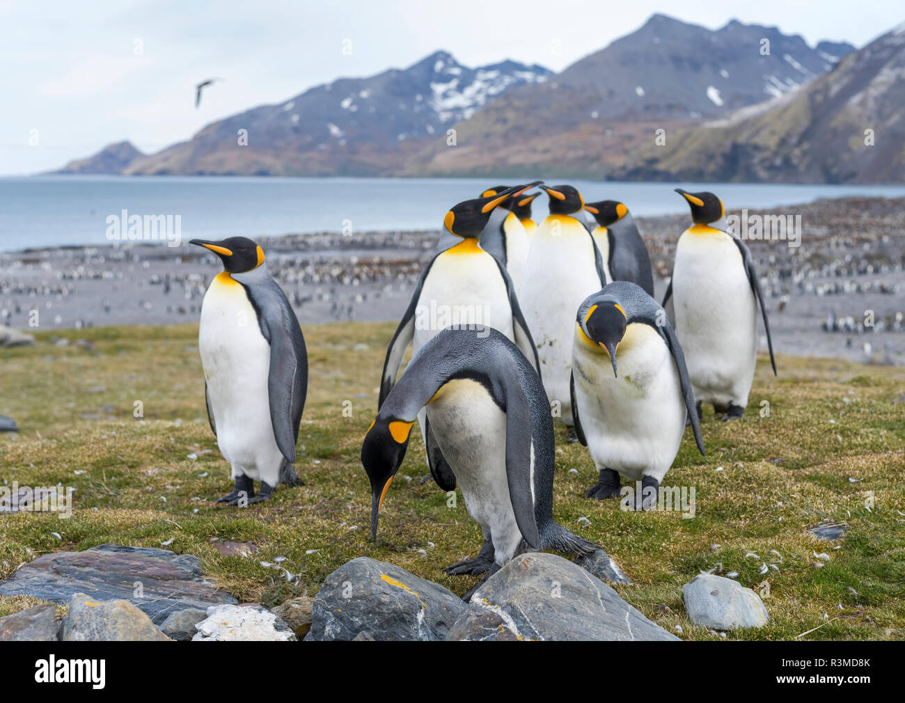 King Penguin (Aptenodytes patagonicus) rookery in St. Andrews Bay ...