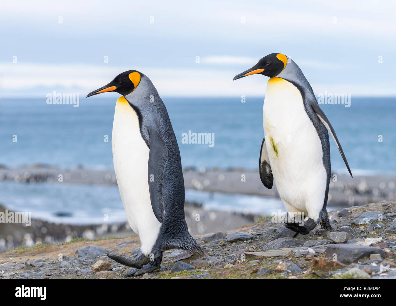 King Penguin (Aptenodytes patagonicus) rookery in St. Andrews Bay ...