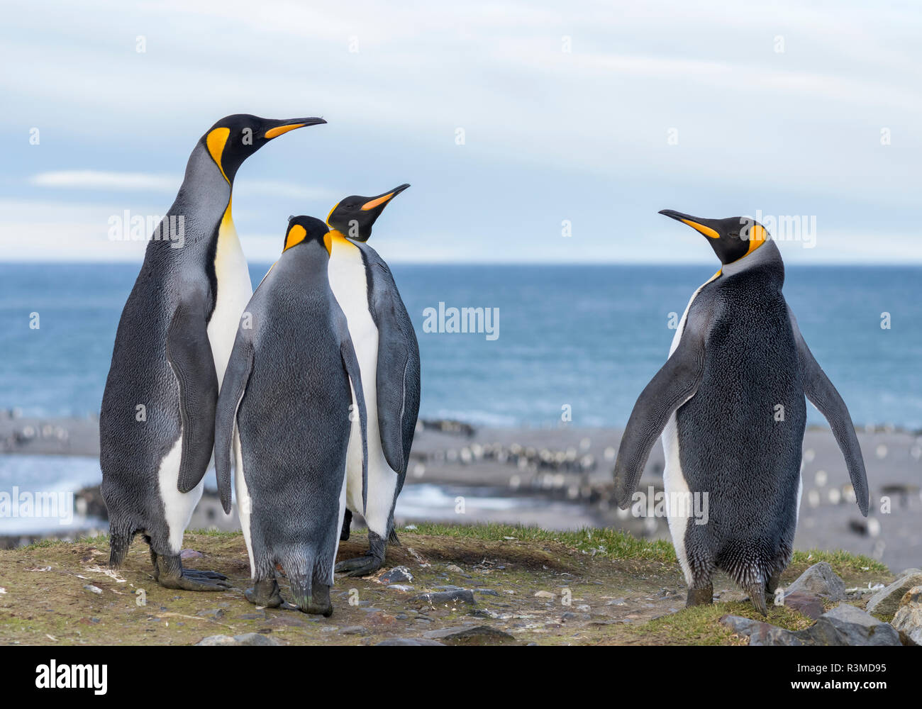 King Penguin (Aptenodytes patagonicus) rookery in St. Andrews Bay ...