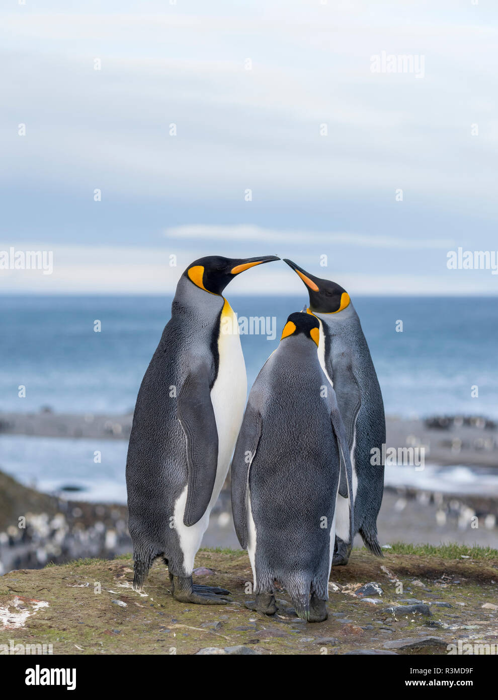 King Penguin (Aptenodytes patagonicus) rookery in St. Andrews Bay ...