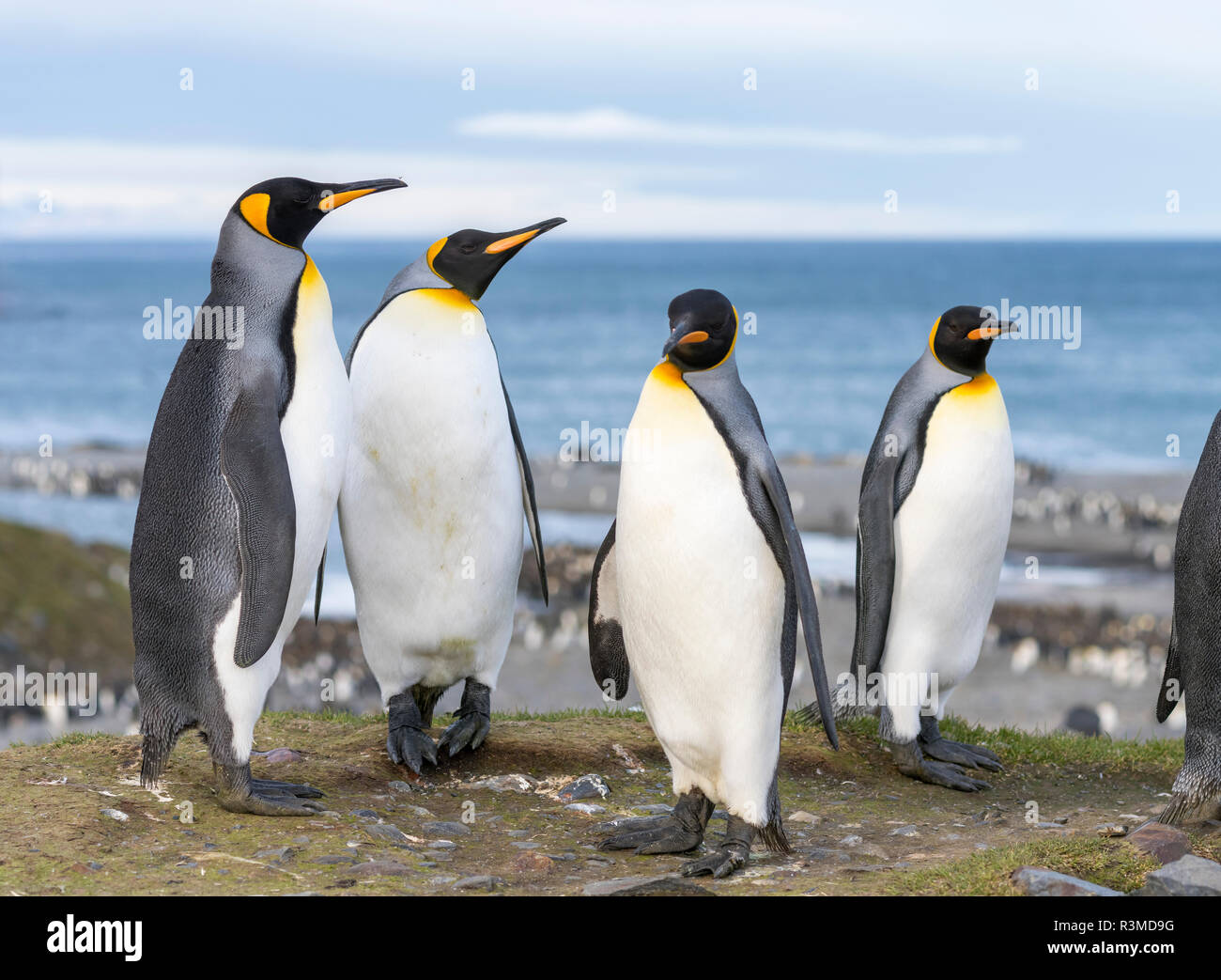 King Penguin (Aptenodytes patagonicus) rookery in St. Andrews Bay ...