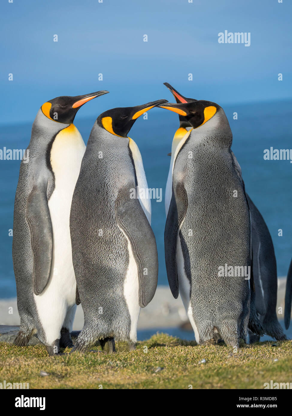 King Penguin (Aptenodytes patagonicus) rookery in St. Andrews Bay ...