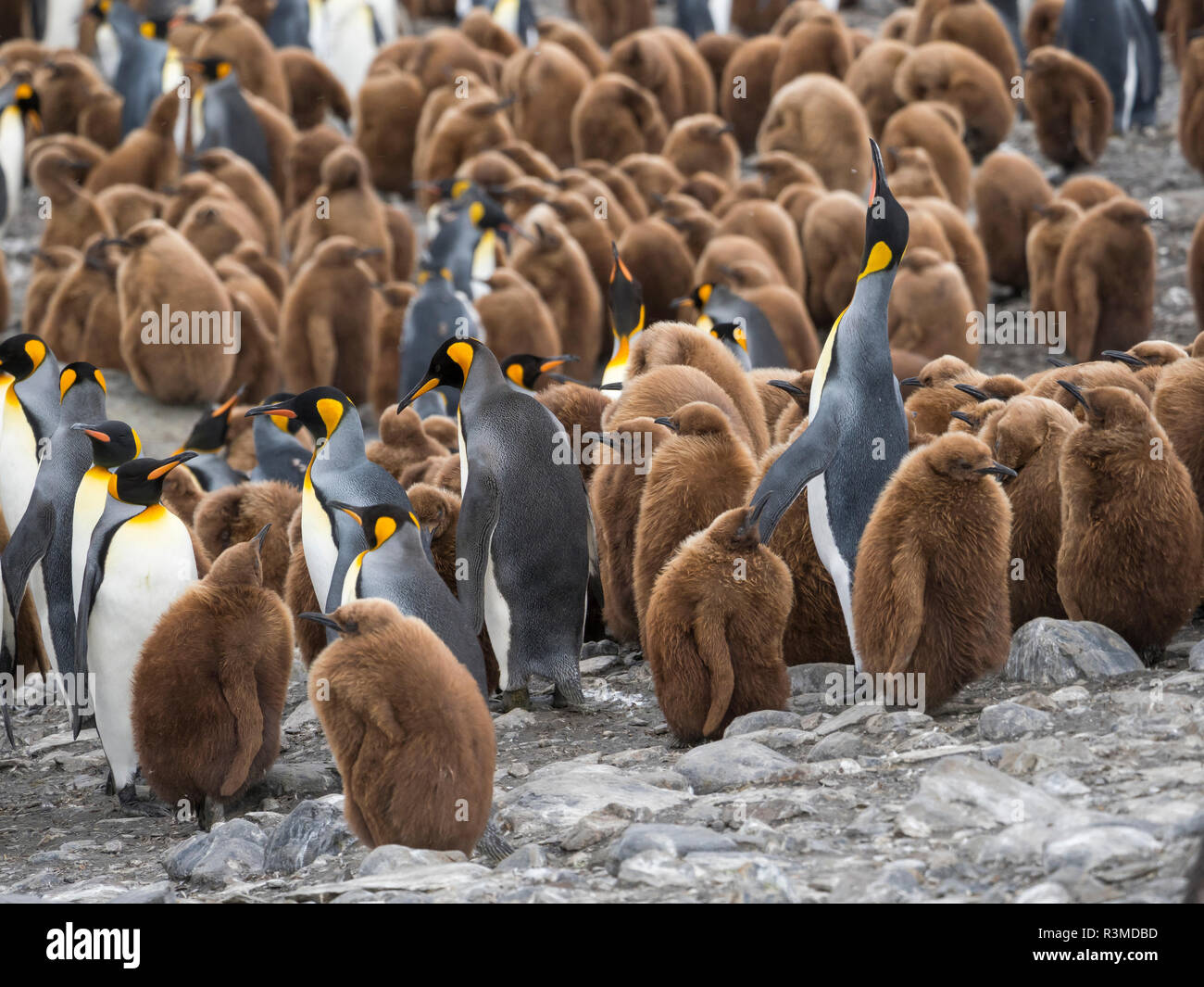 King Penguin (Aptenodytes patagonicus) rookery in St. Andrews Bay ...