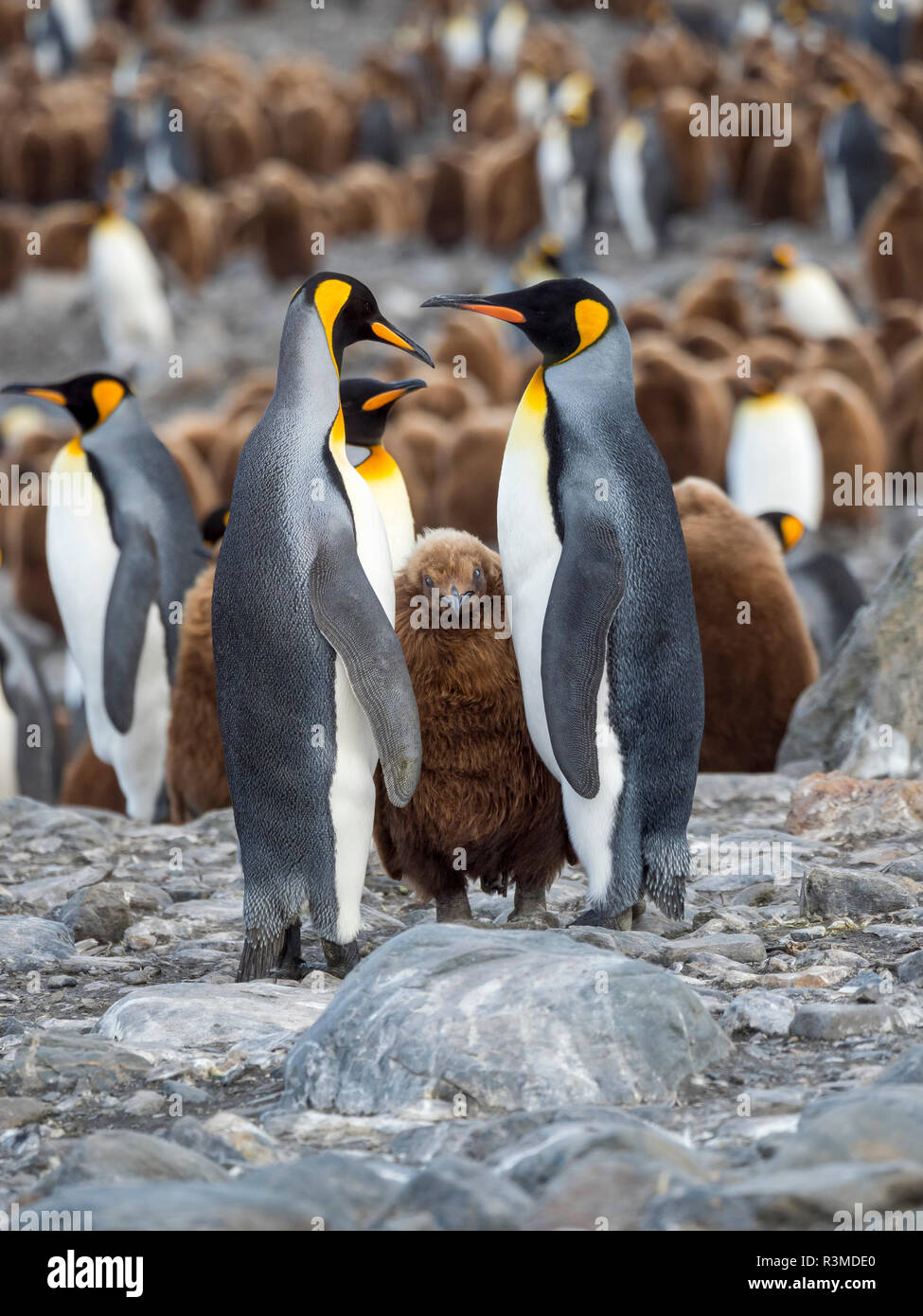 King Penguin (Aptenodytes patagonicus) rookery in St. Andrews Bay ...