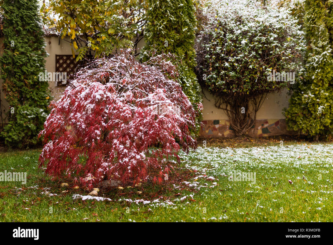 First Snow on Japanese Maple Tree Leaves Stock Photo - Alamy