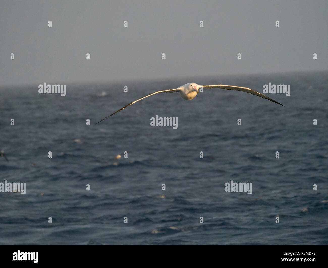 Antarctica antarctic albatross hi-res stock photography and images - Alamy