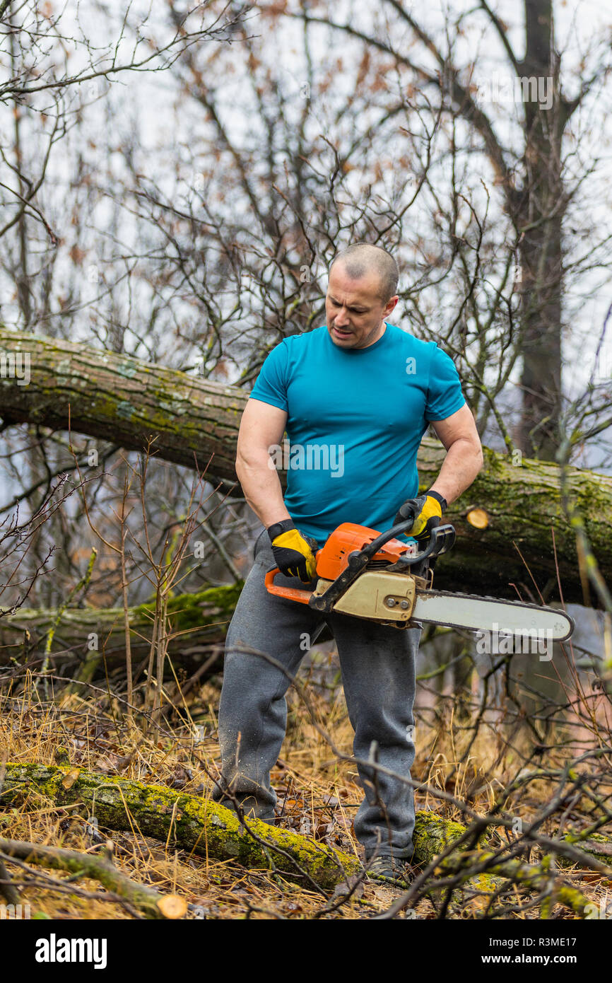 Forestry worker - lumberjack works with chainsaw. He cuts a big tree in ...