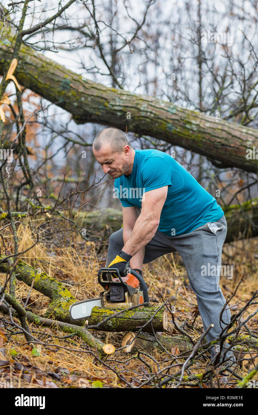 Forestry worker - lumberjack works with chainsaw. He cuts a big tree in ...