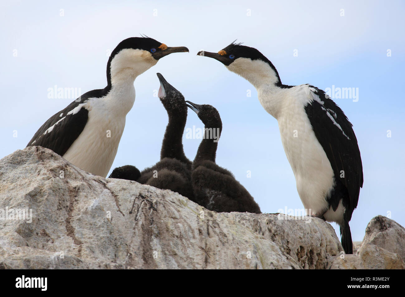 Blue-eyed shag family, Paulet Island, Antarctica Stock Photo - Alamy