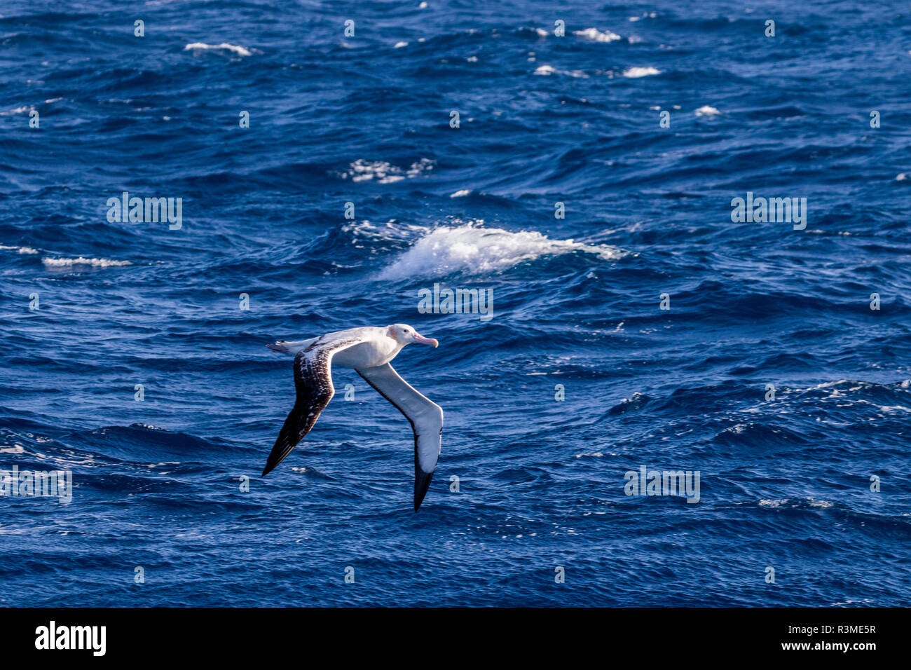 Flying Wandering Albatross showing a wingspan of up to 11 feet and 6 ...