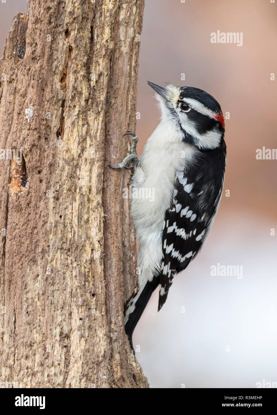 Male Downy Woodpecker (Picoides pubescens) foraging on a dead tree ...