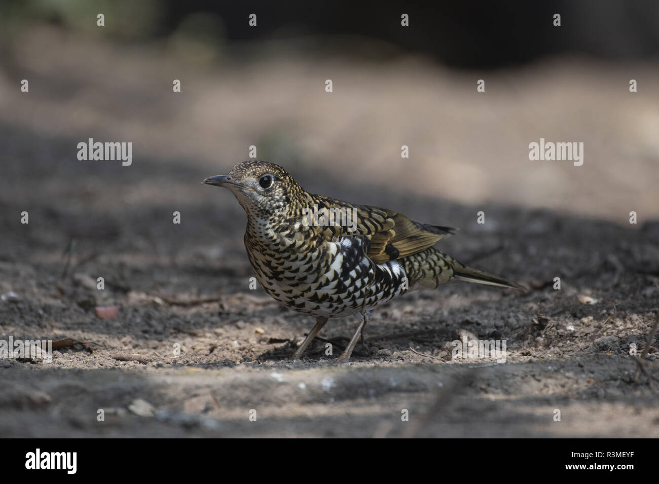 Long Tailed Thrush High Resolution Stock Photography and Images - Alamy