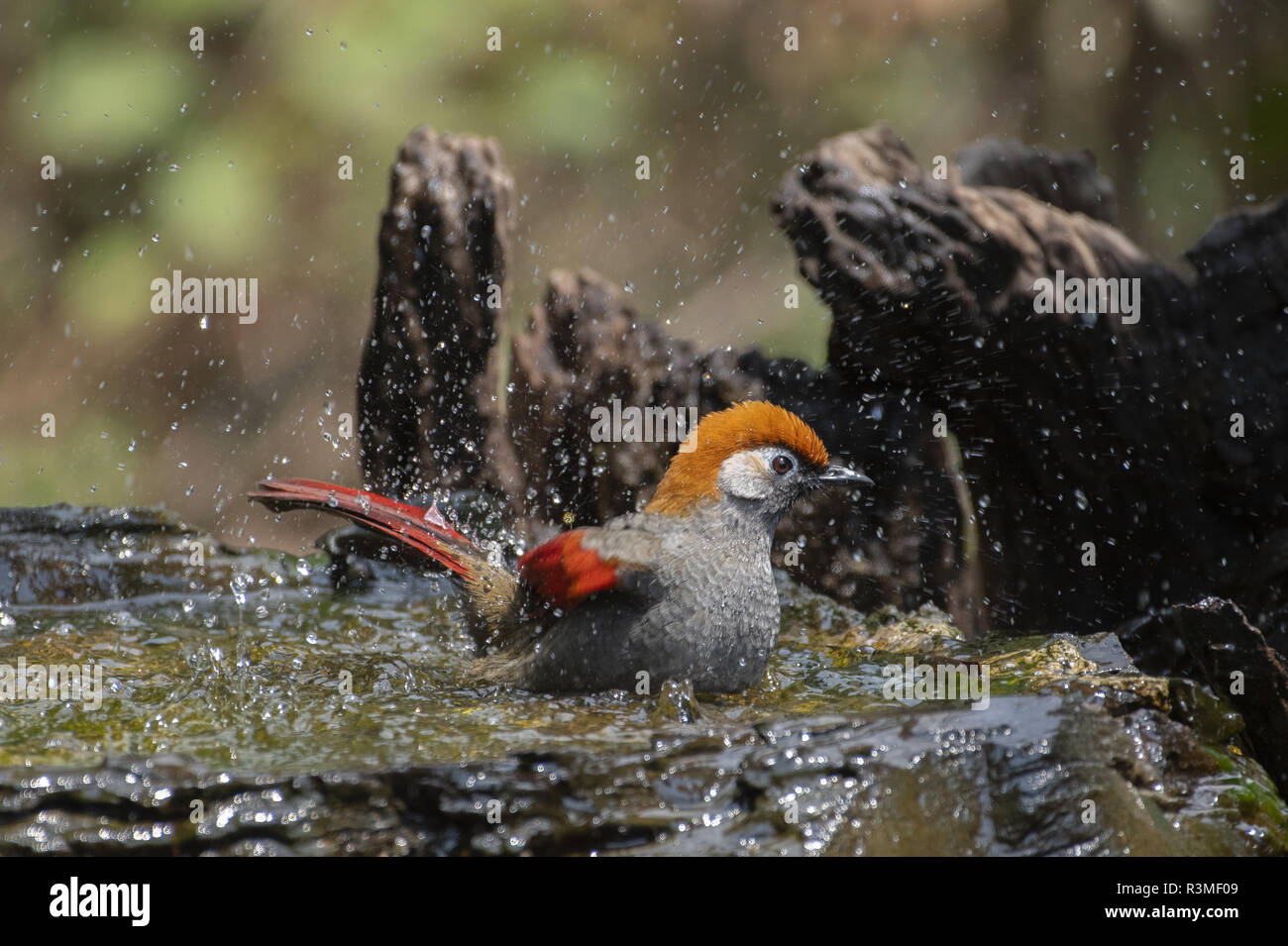 Red-tailed laughingthrush (Trochalopteron milnei) bathing ...