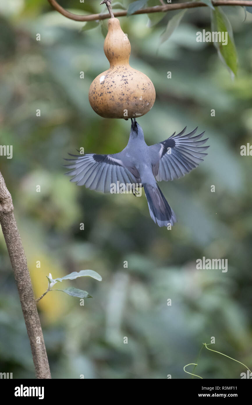 Beautiful Sibia (Heterophasia pulchella) in flight, Gaoligongshan ...