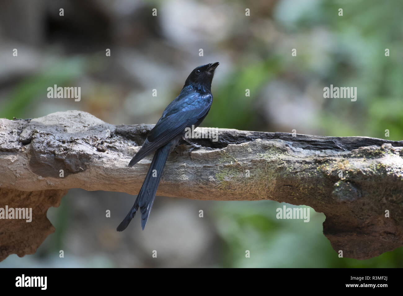 Bronzed Drongo (Dicrurus aeneus) on a branch, Tongbiguan, Yunnan, China ...