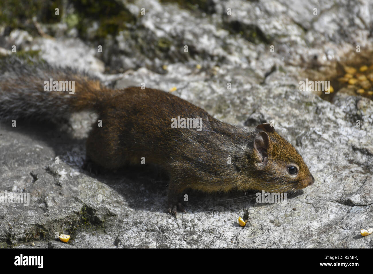 Davids rock hi-res stock photography and images - Alamy