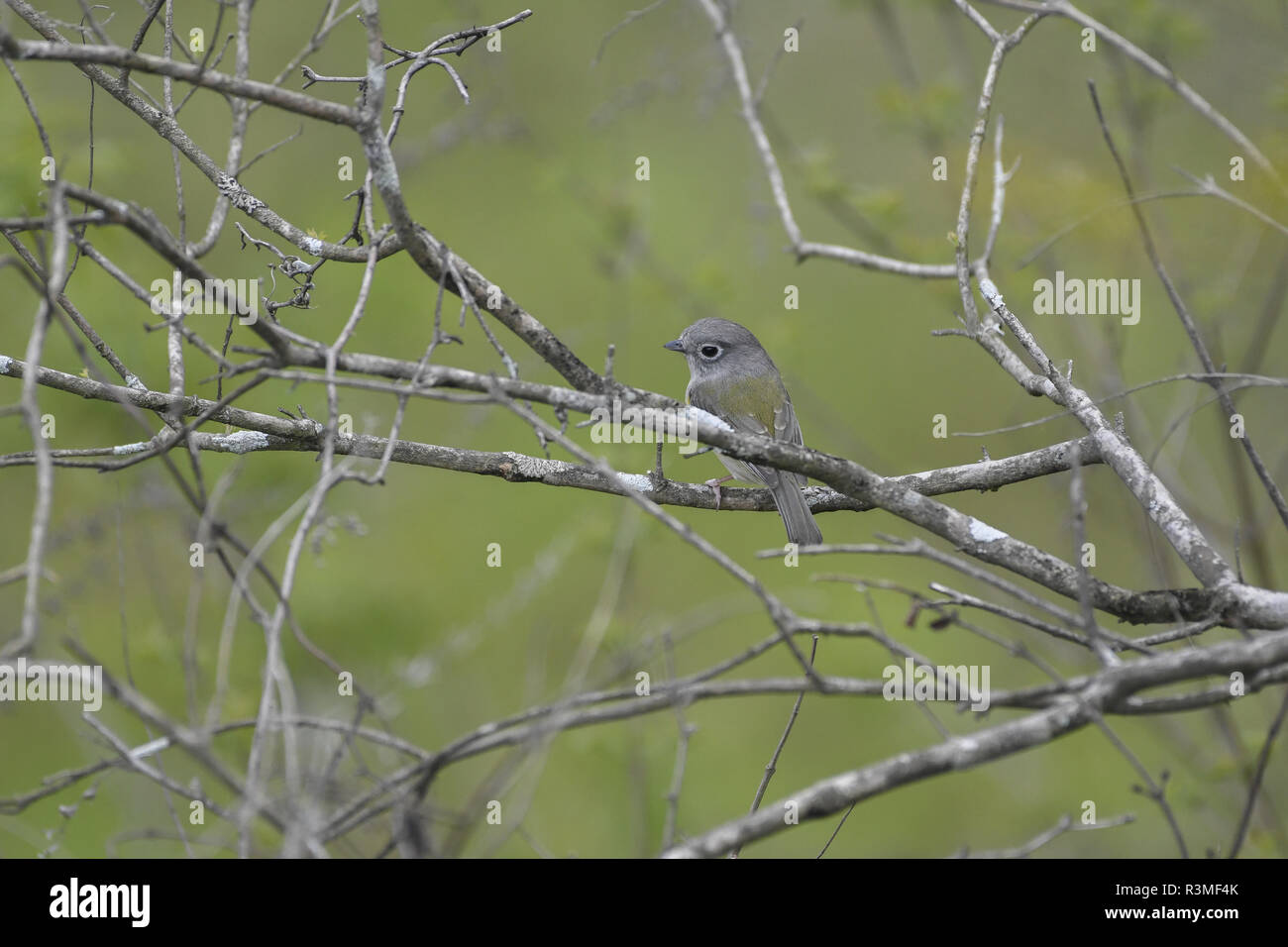 Pteruthius aeralatus hi-res stock photography and images - Alamy