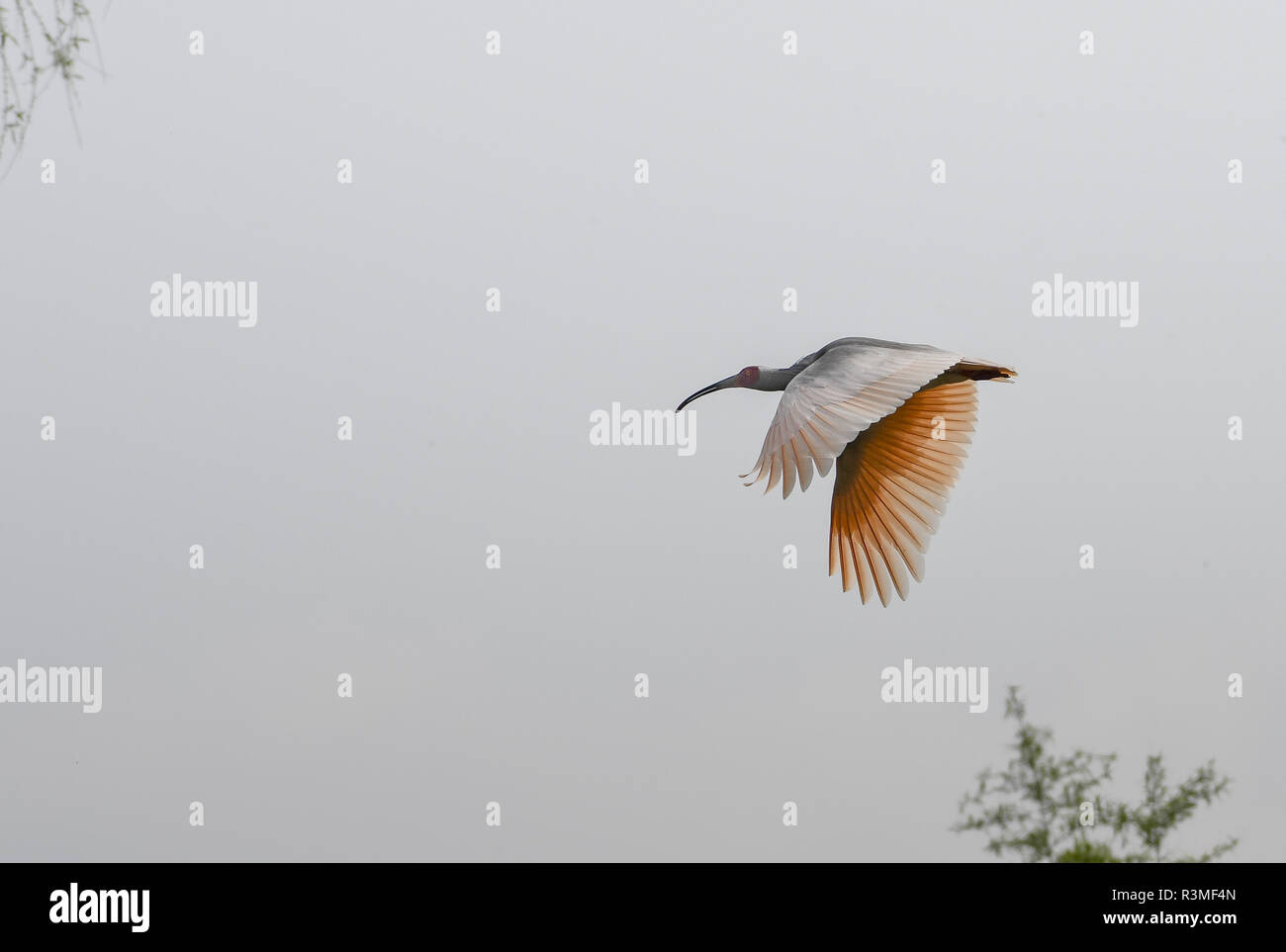 Japanese ibis hi-res stock photography and images - Alamy