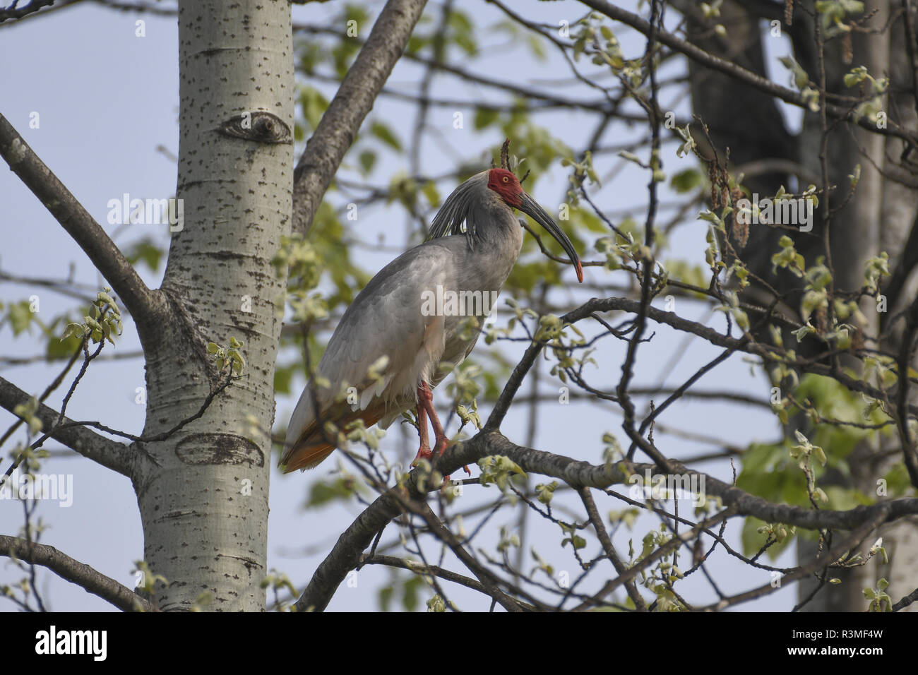 China crested ibis hi-res stock photography and images - Alamy