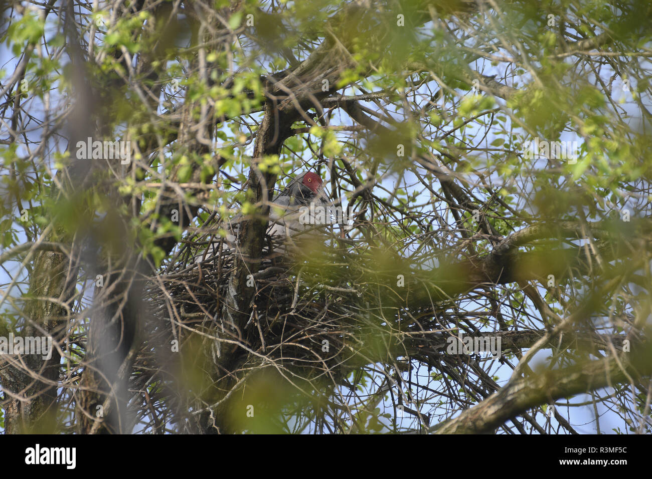 Nippon construction hi-res stock photography and images - Alamy