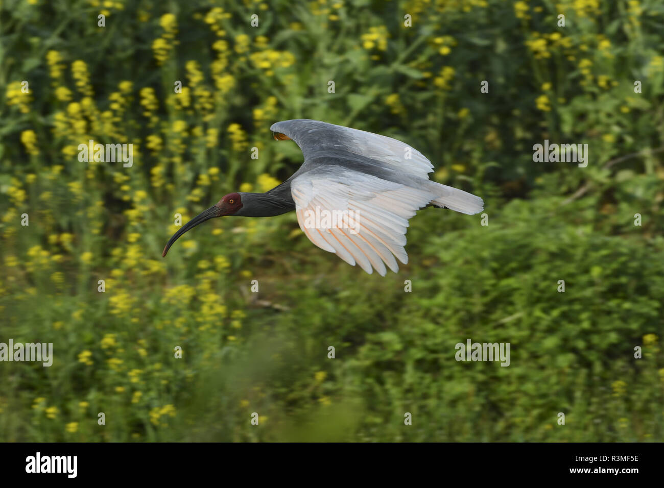 Japanese Crested Ibis (Nipponia nippon) in flight, Shanxii, China Stock ...