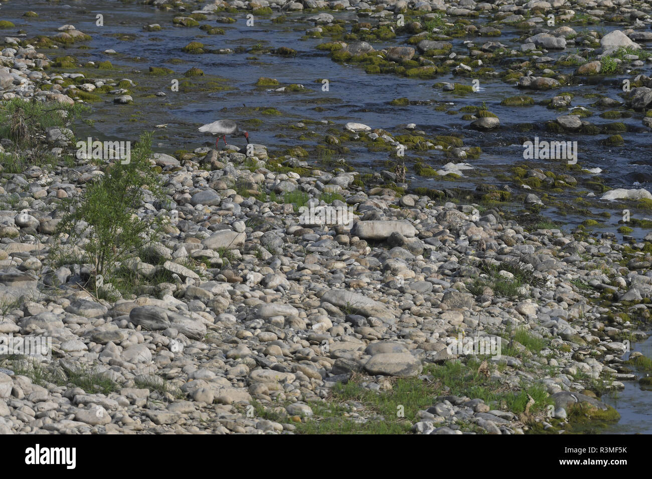 Japanese Crested Ibis (Nipponia nippon) fishing in a stream, Shanxii ...
